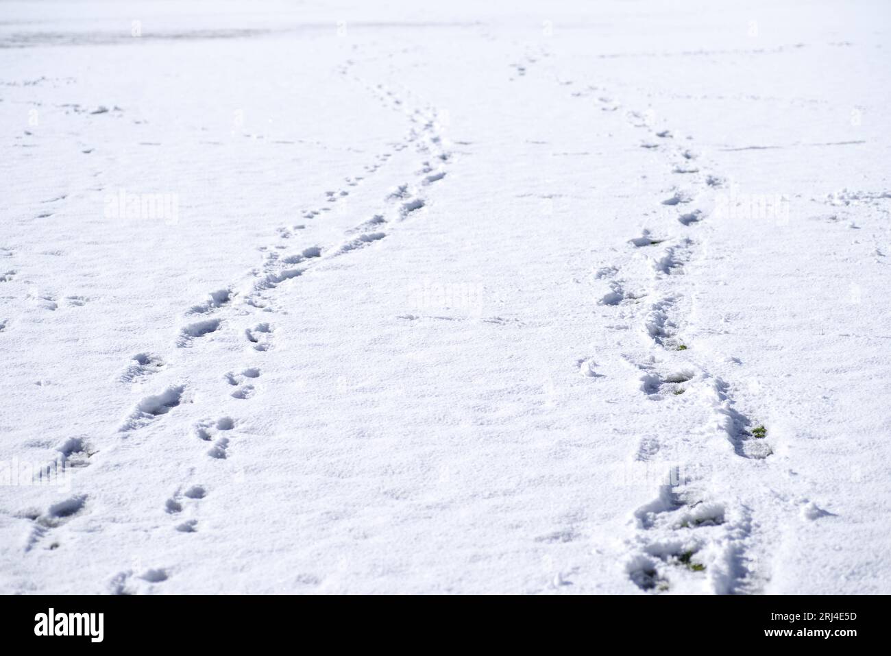 A stunning scene of footprints in the snow and grass Stock Photo - Alamy