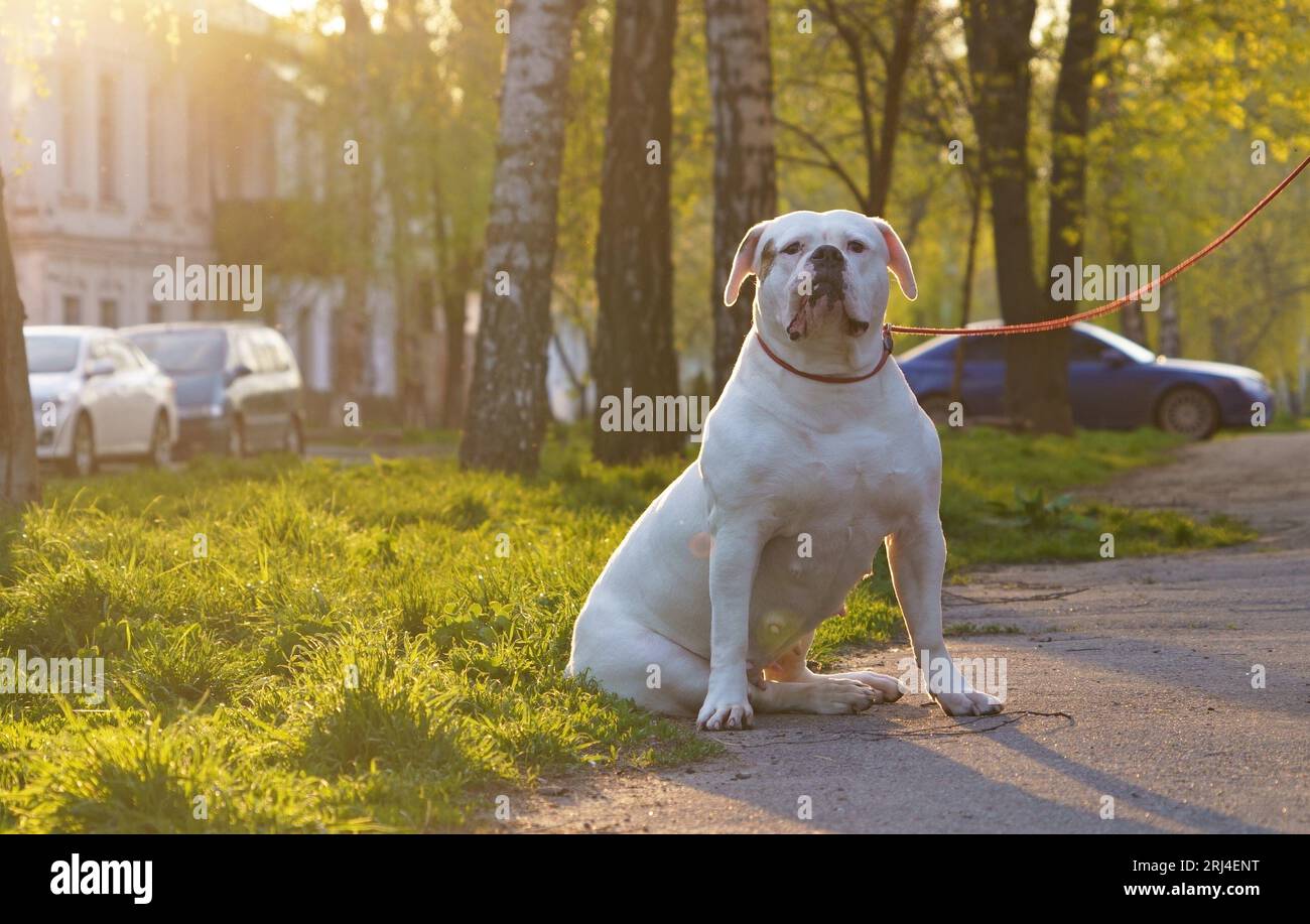 Animal life, dog walking, large breed dogs. Large dog breed American ...