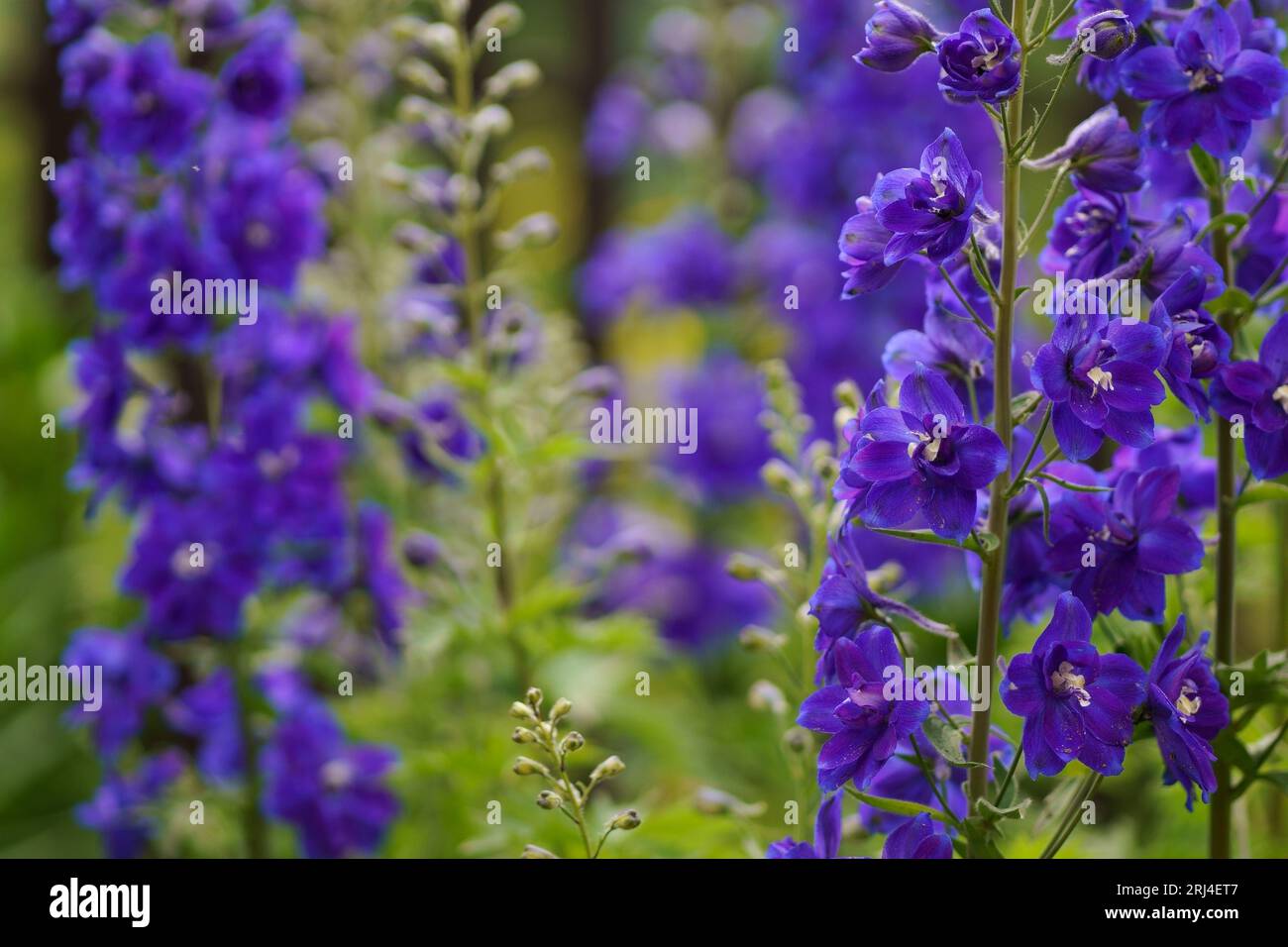 blooming delphinium. Blue flower is the delphinium in the garden on a ...