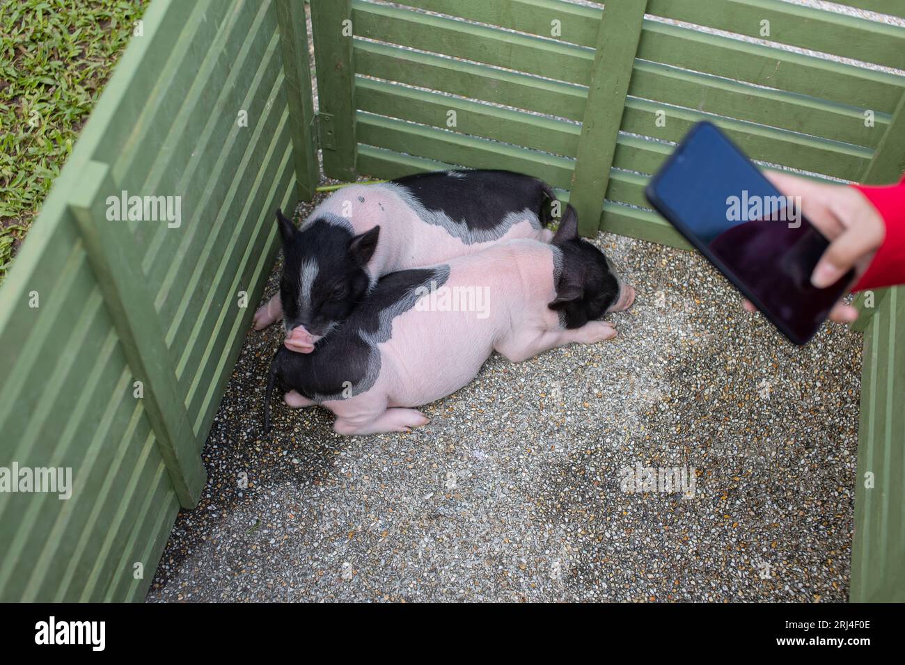 Two black and white dwarf pigs lie in a green enclosure with a hand ...