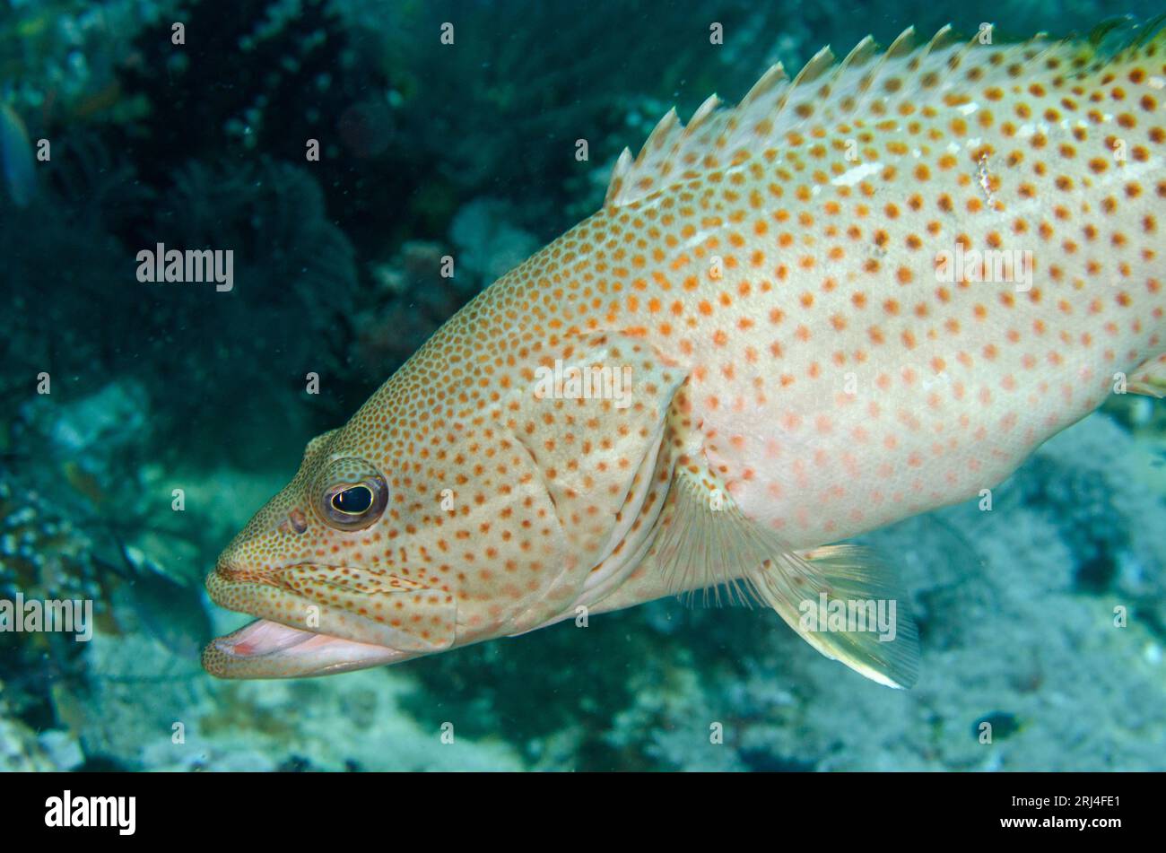 Slender Grouper, Anyperodon leucogrammicus, Mayhem dive site, Yanggefo ...