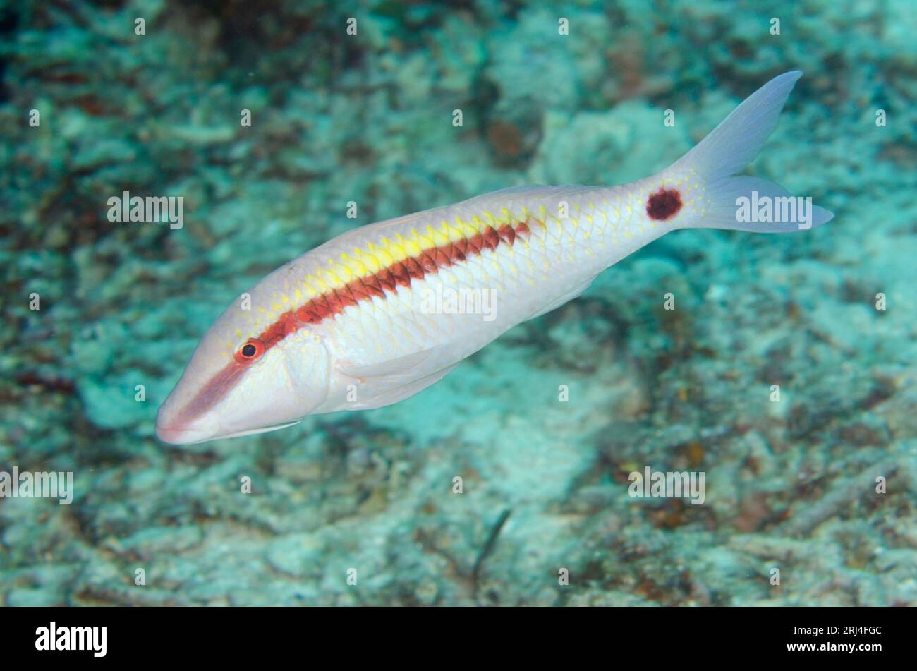 Dash-dot Goatfish, Parupeneus barberinus, Mangrove Ridge dive site ...
