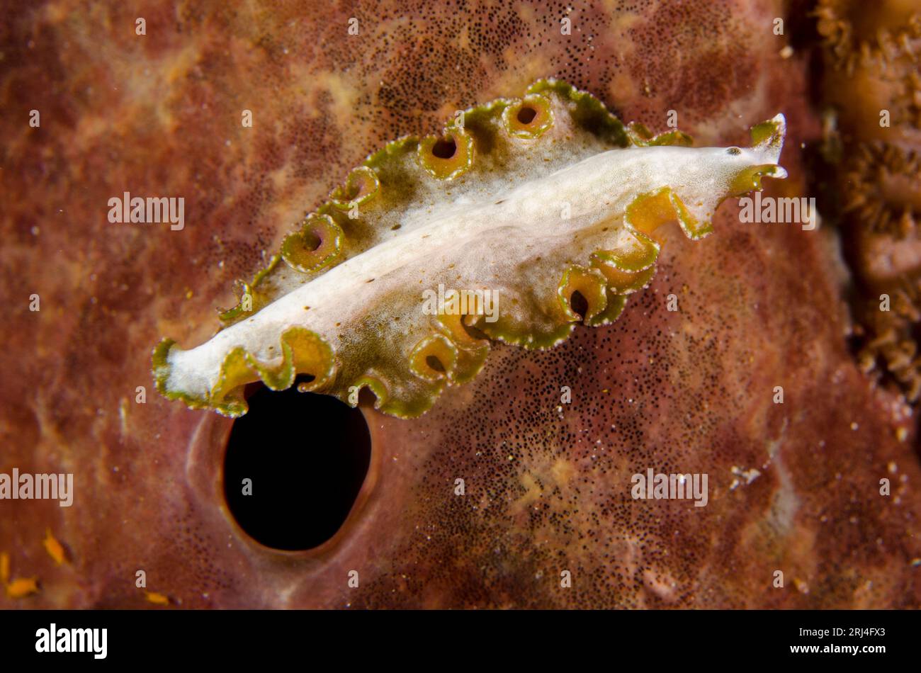 Polyclad Flatworm, Pseudobiceros sp, night dive, Arborek Jetty dive ...