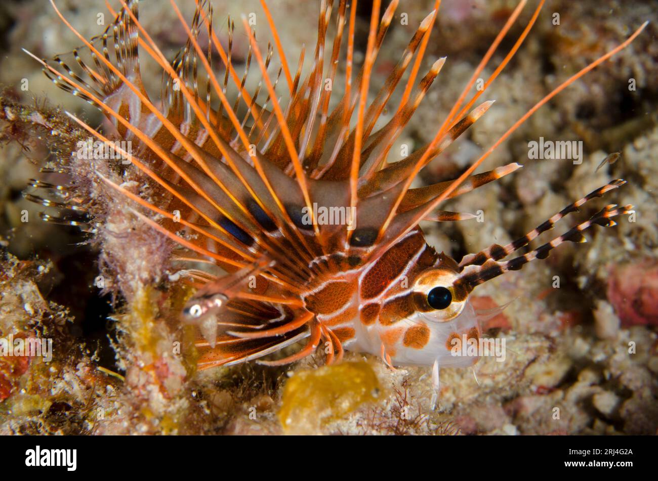 Spotfin Lionfish, Pterois antennata, night dive, Arborek Jetty dive ...