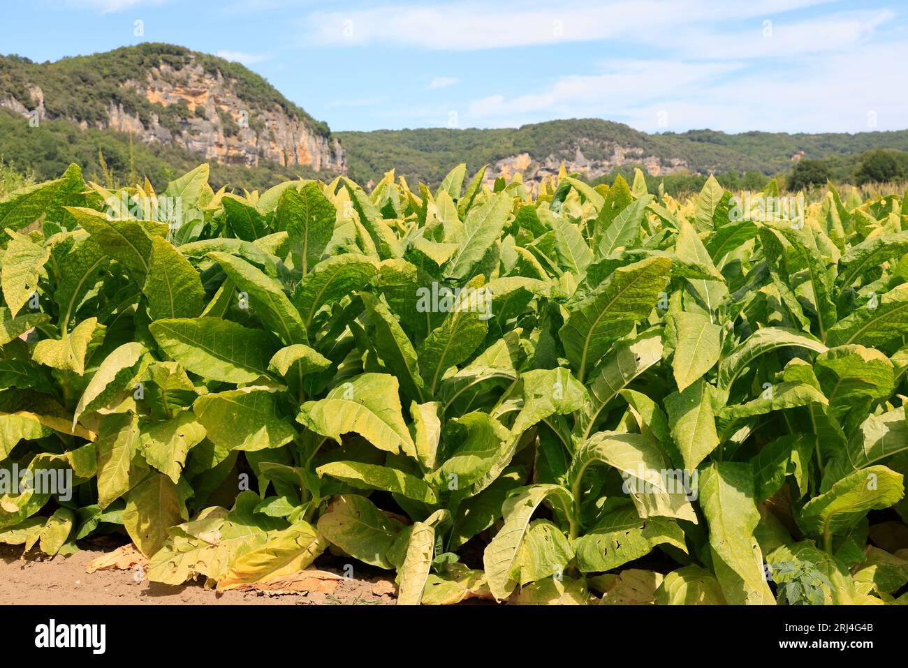 Culture du tabac entre La Roque Gageac et le château fort de Castelnaud ...