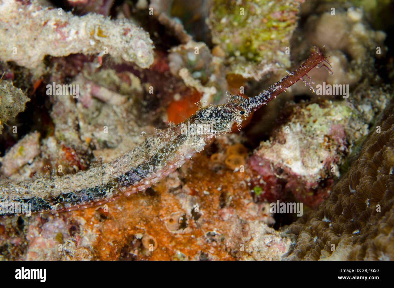 Whiskered Pipefish, Halicampus macrorhynchus, night dive, Arborek Jetty ...