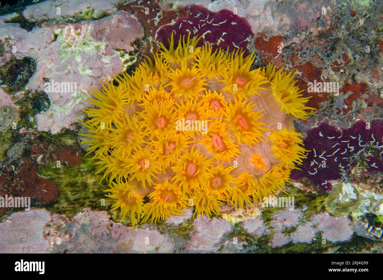Orange Sun Coral Polyps, Tubastraea faulkneri, night dive, Arborek ...