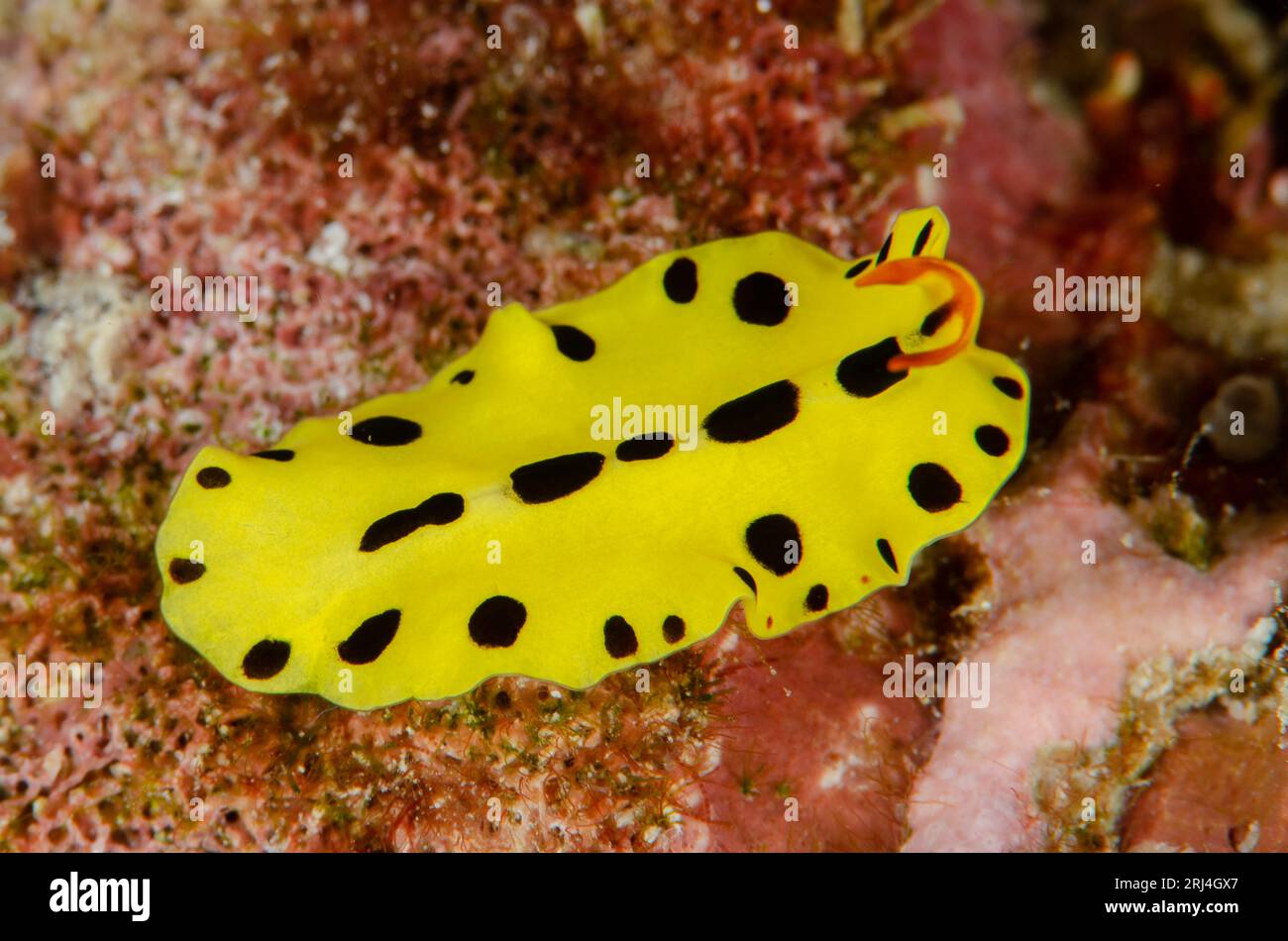 Euryleptid Flatworm, Euryleptidae Family, Arborek Jetty dive site ...