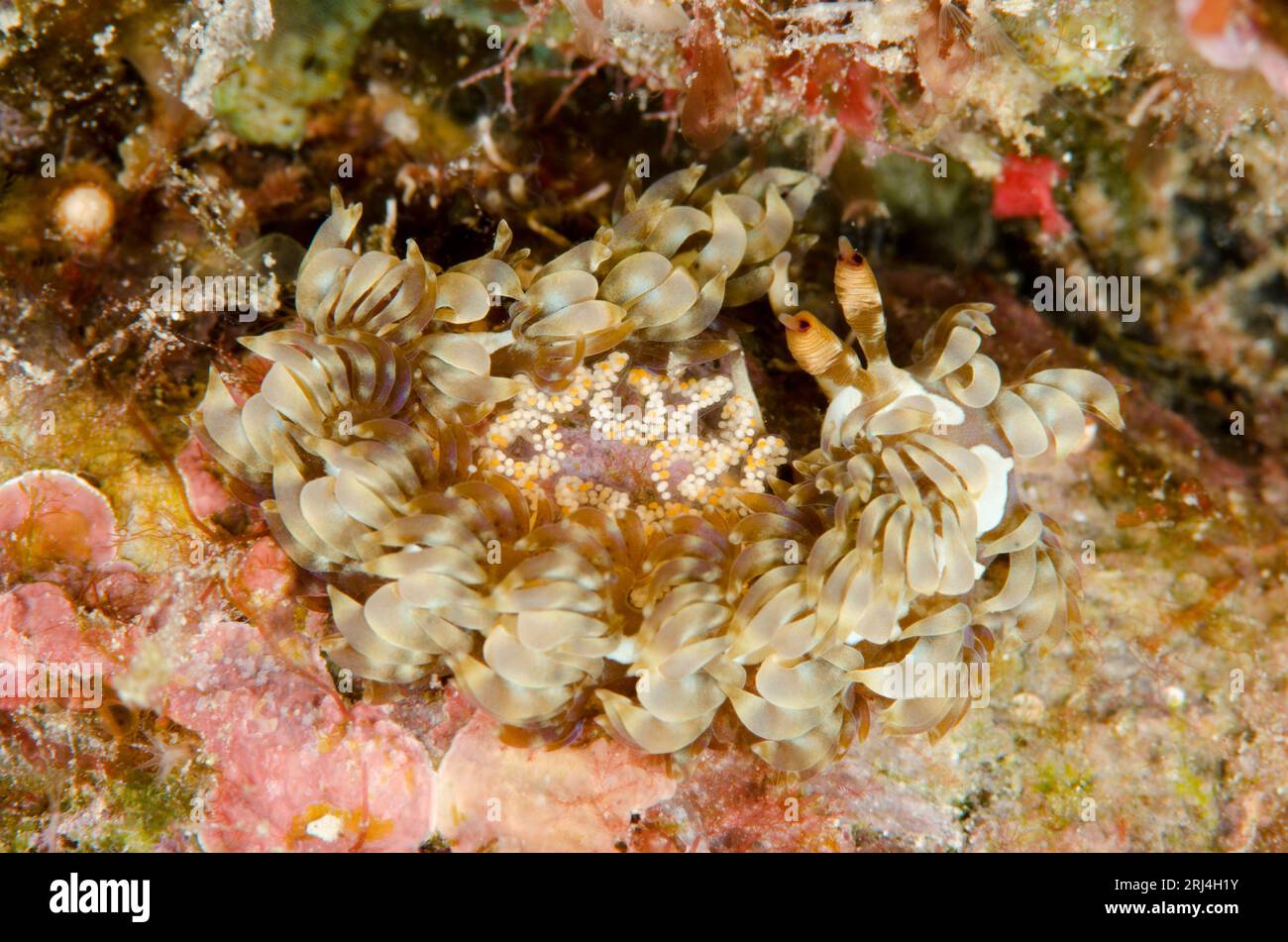 Blue Dragon Nudibranch, Pteraeolidia ianthina, with eggs, Arborek Jetty ...