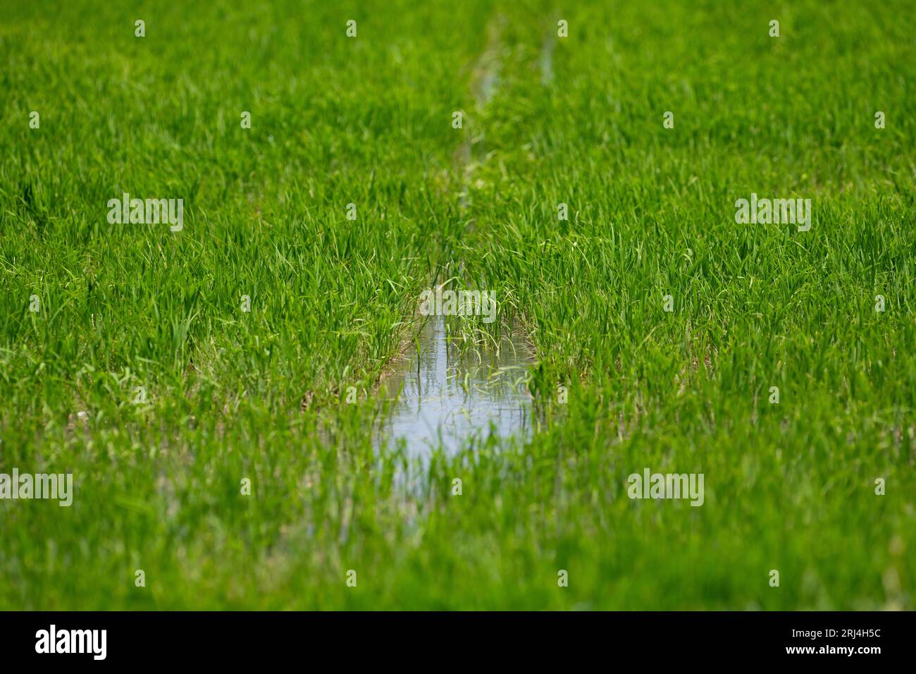 Cultivation of rice cereals in Camargue, Provence, France, Rice plants ...