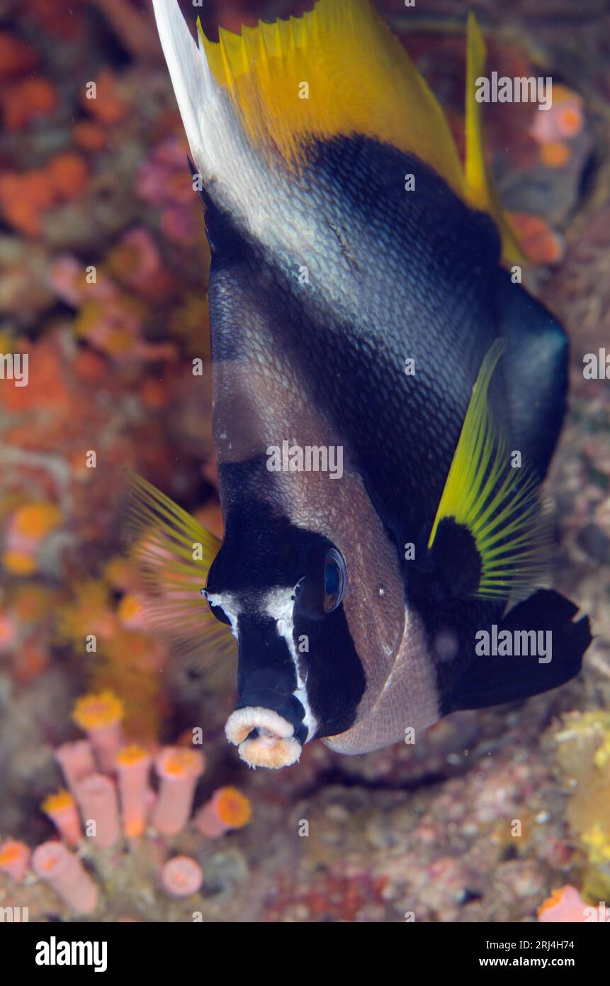 SIngular Bannerfish, Heniochus singularis, with night colours, night ...