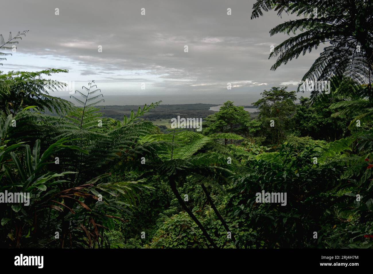 Mount Alexandra lookout is in the Cape Tribulation section of Daintree ...