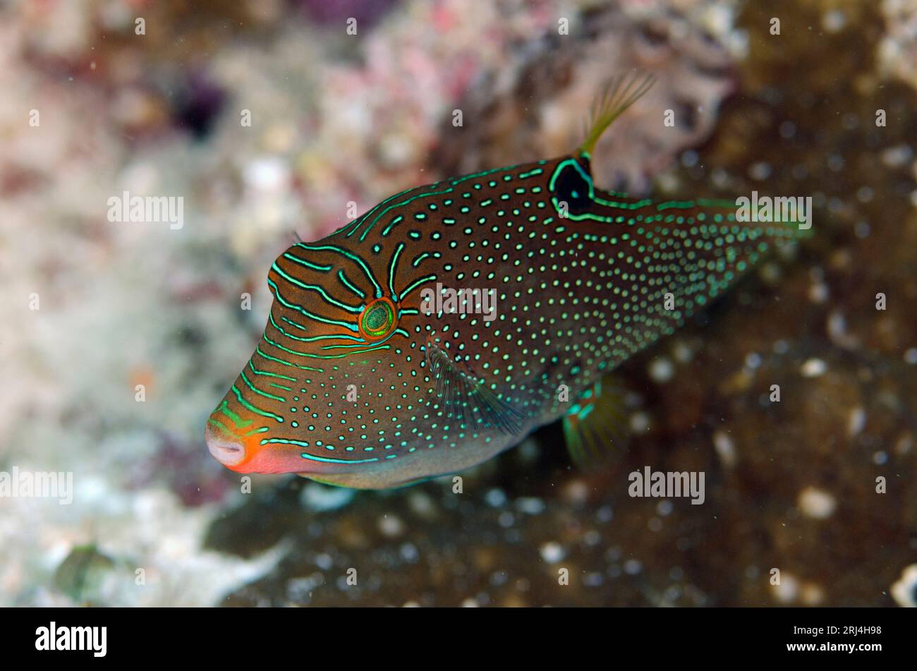 Papuan Toby, Canthigaster papua, Mansuar Point East dive site, Yanbuba ...