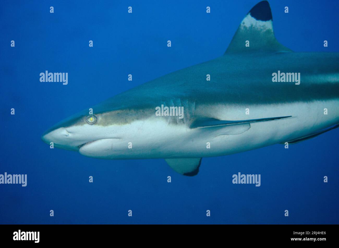 Blacktip Reef Shark, Carcharhinus melanopterus, classified as Near ...