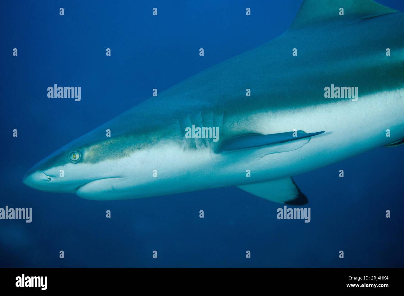 Blacktip Reef Shark Carcharhinus Melanopterus Classified As Near Threatened Mansuar Point