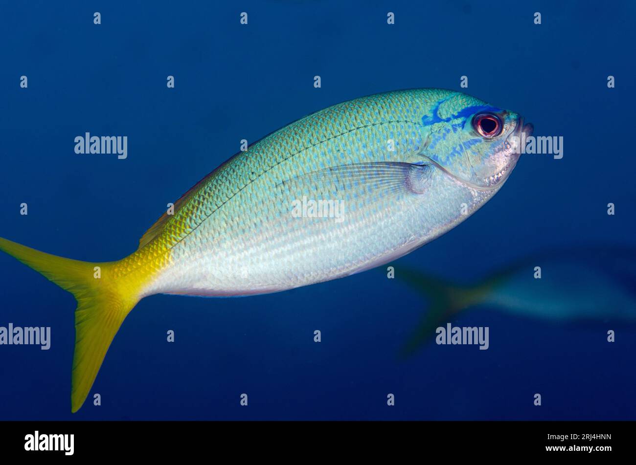 Yellowtail Fusilier, Caesio cuning, Mansuar Point East dive site ...