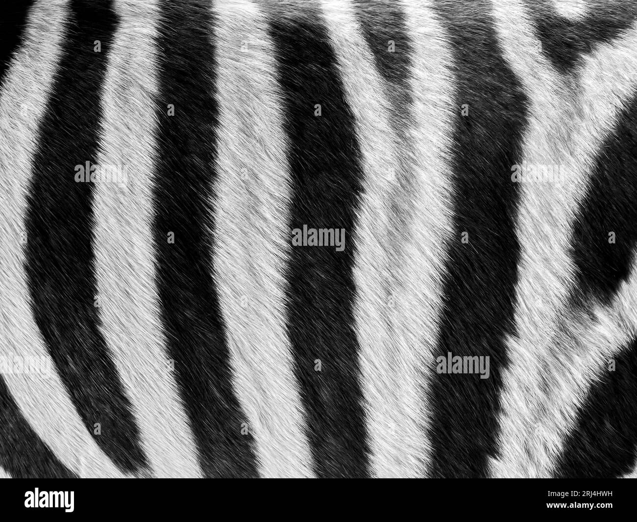Zebra fur pattern background, black and white style. close up black and ...