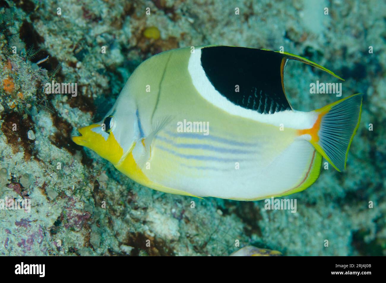 Saddle Butterflyfish, Chaetodon ephippium, Mansuar Point East dive site ...