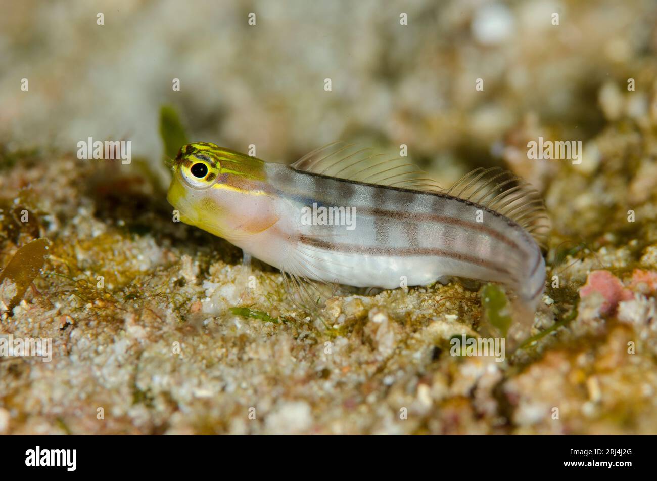 Black striped form of Bath's Blenny, Ecsenius bathi, Mansuar Point East ...