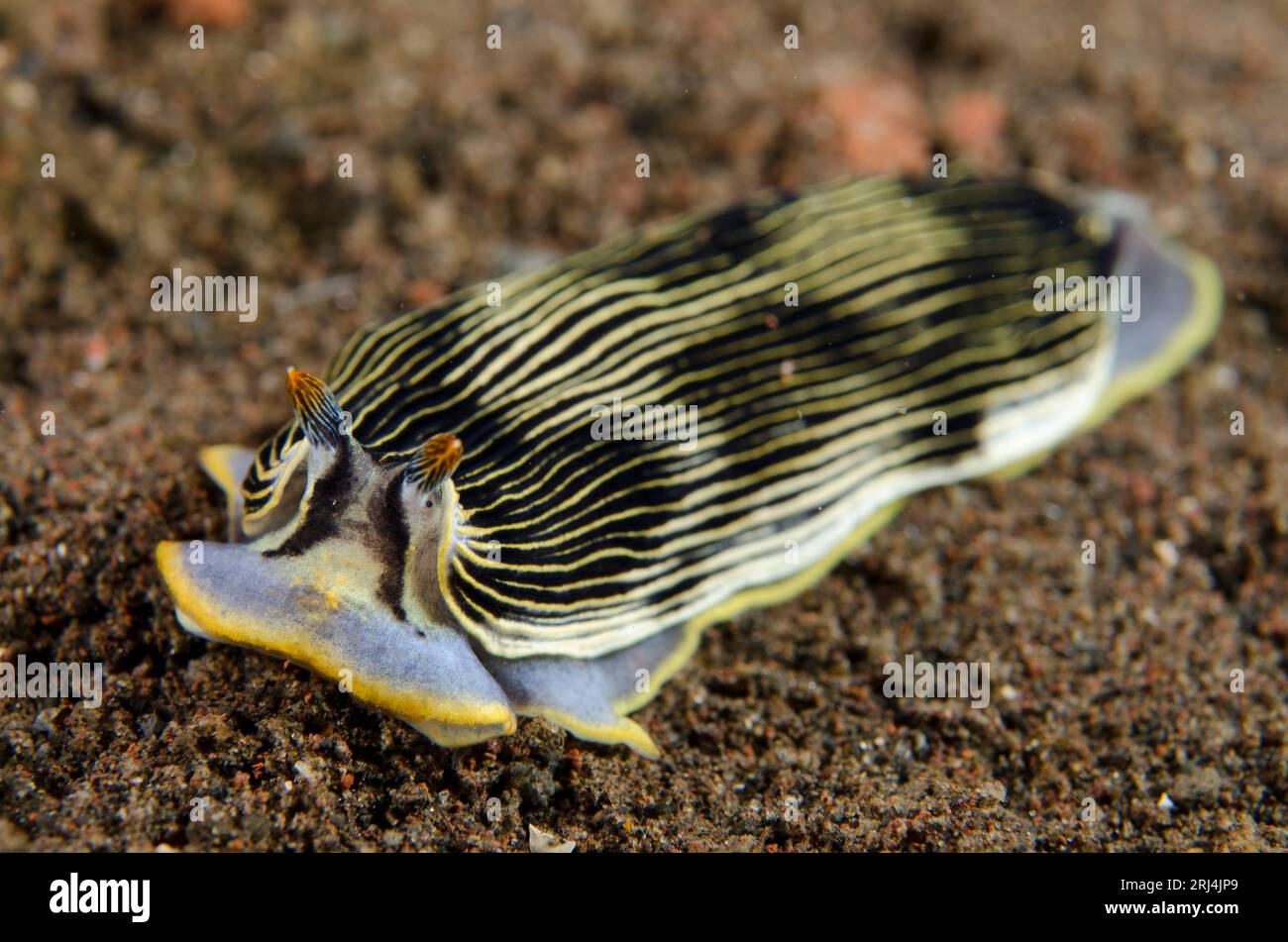 Semper's Armina Nudibranch, Armina semperi, crawling on sand, Seraya ...
