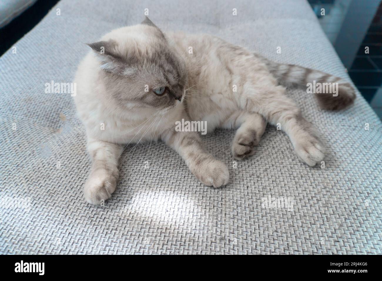 Photo Scottish cat breed, white with blue eyes, scottish-fold Stock ...