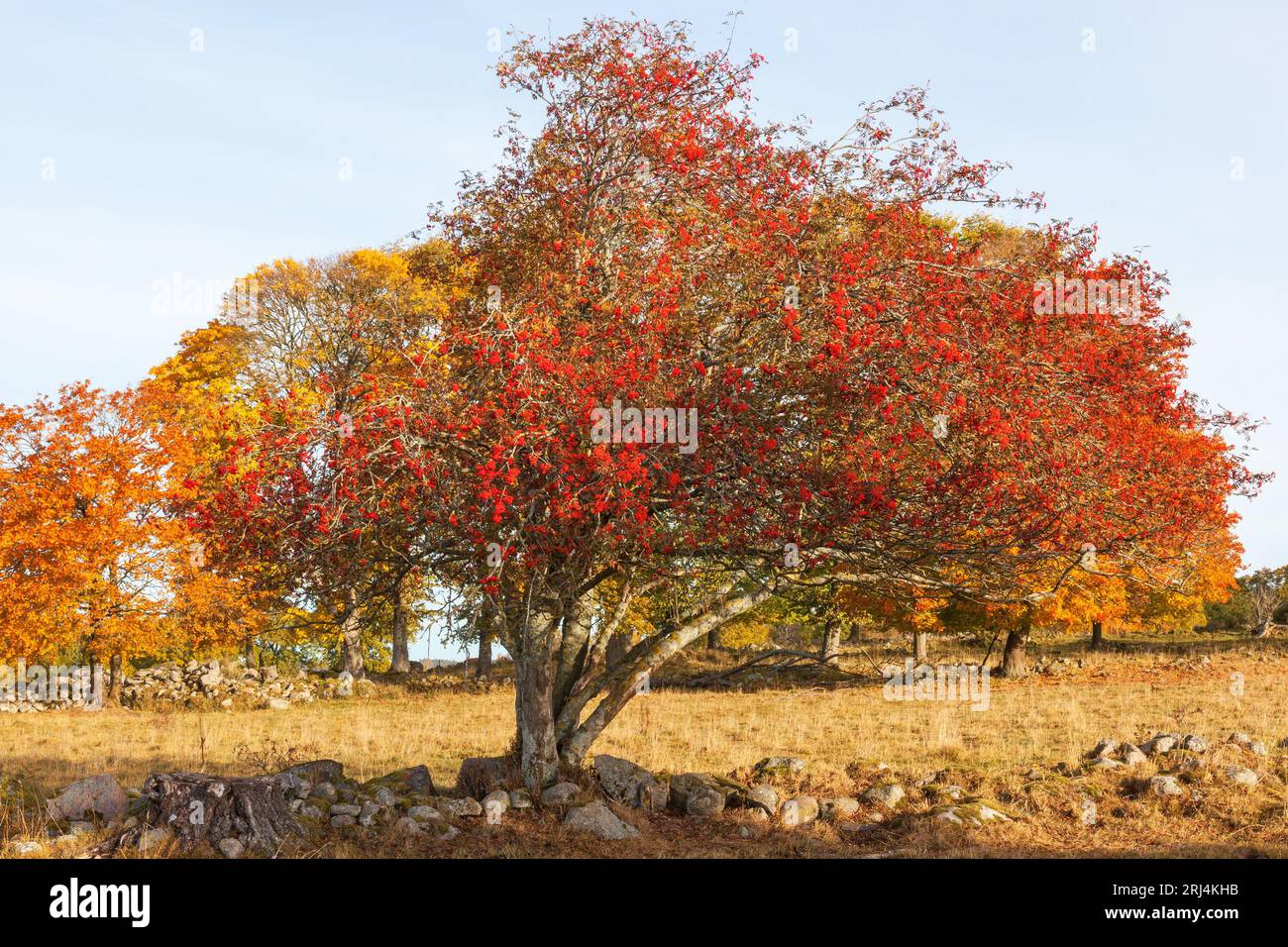 Rowan Tree in autumn colors in the field Stock Photo - Alamy