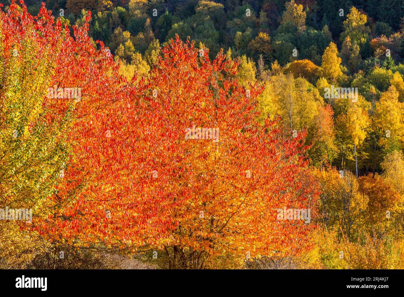 Red autumn colors in the forest Stock Photo - Alamy