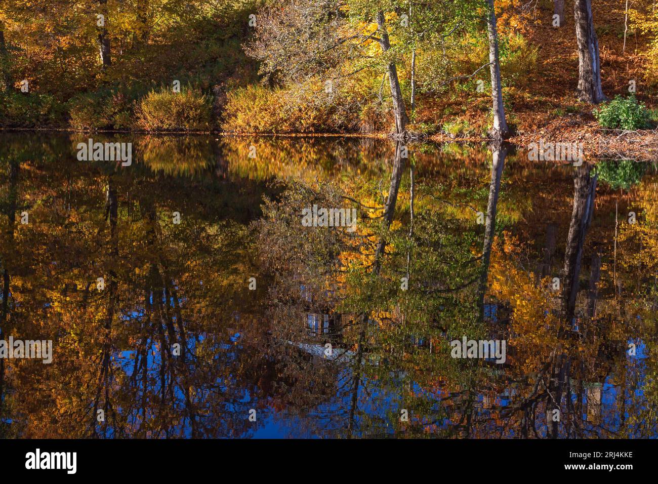 Trees on the beach in autumn colors reflecting in the water Stock Photo ...