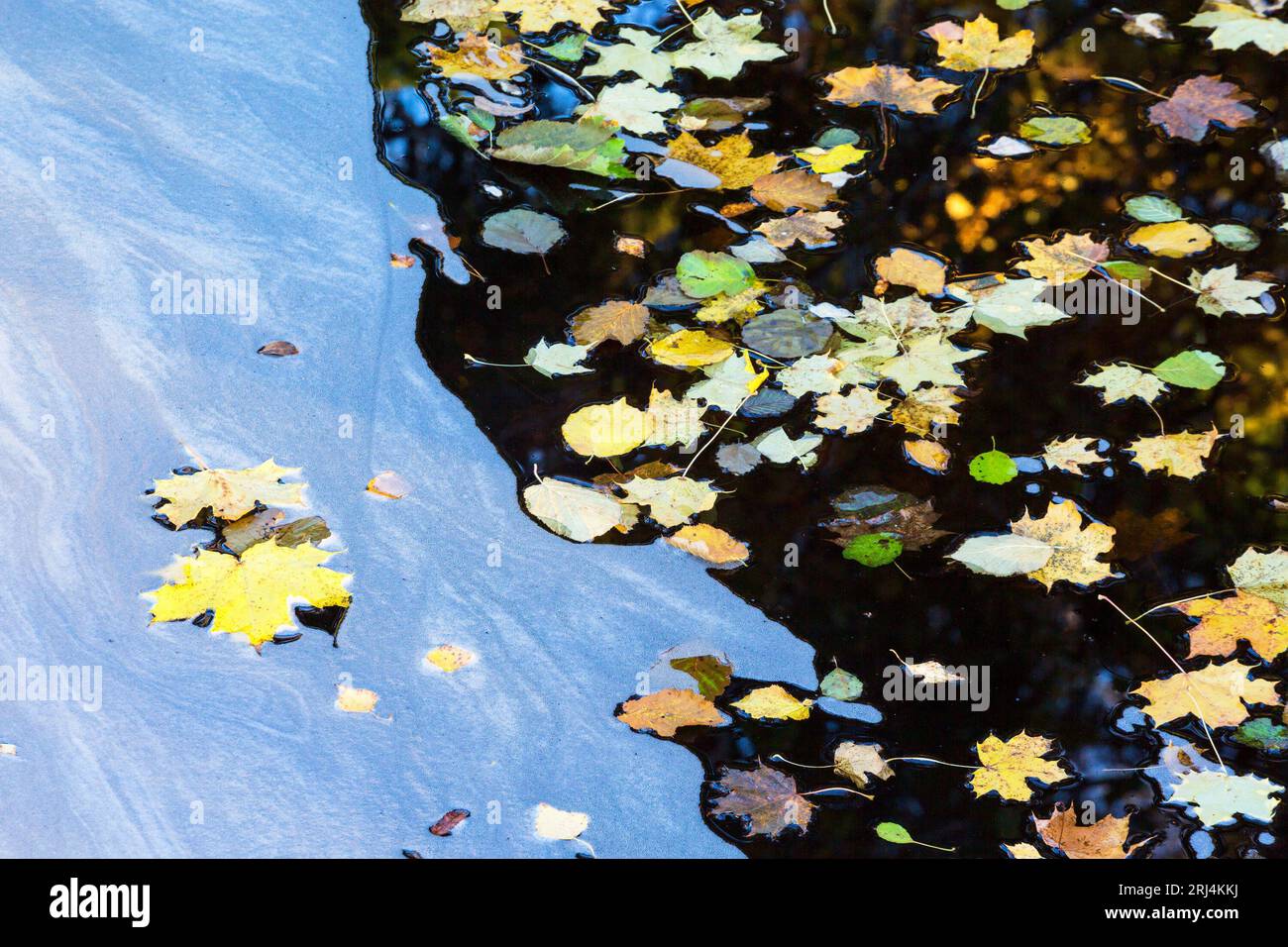 Autumn leaves flowing in the foam of the water Stock Photo - Alamy