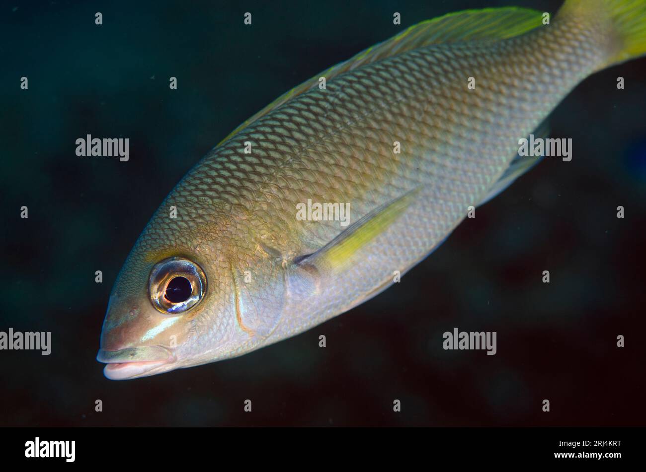 Indian Snapper, Lutjanus madras, Melasti dive site, Seraya, Karangasem ...