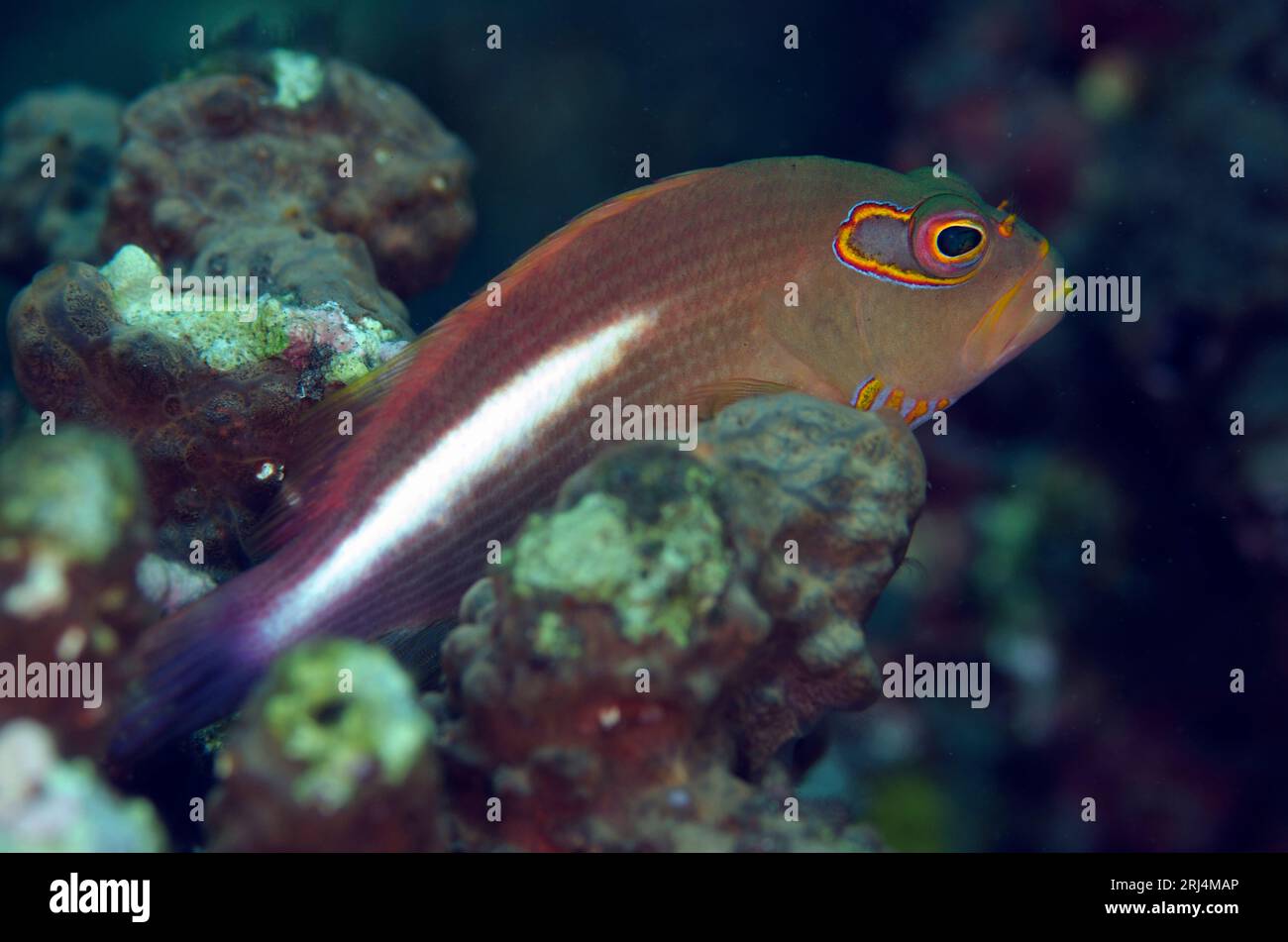 Arc-eye Hawkfish, Paracirrhites arcatus, perched on coral, Melasti dive ...