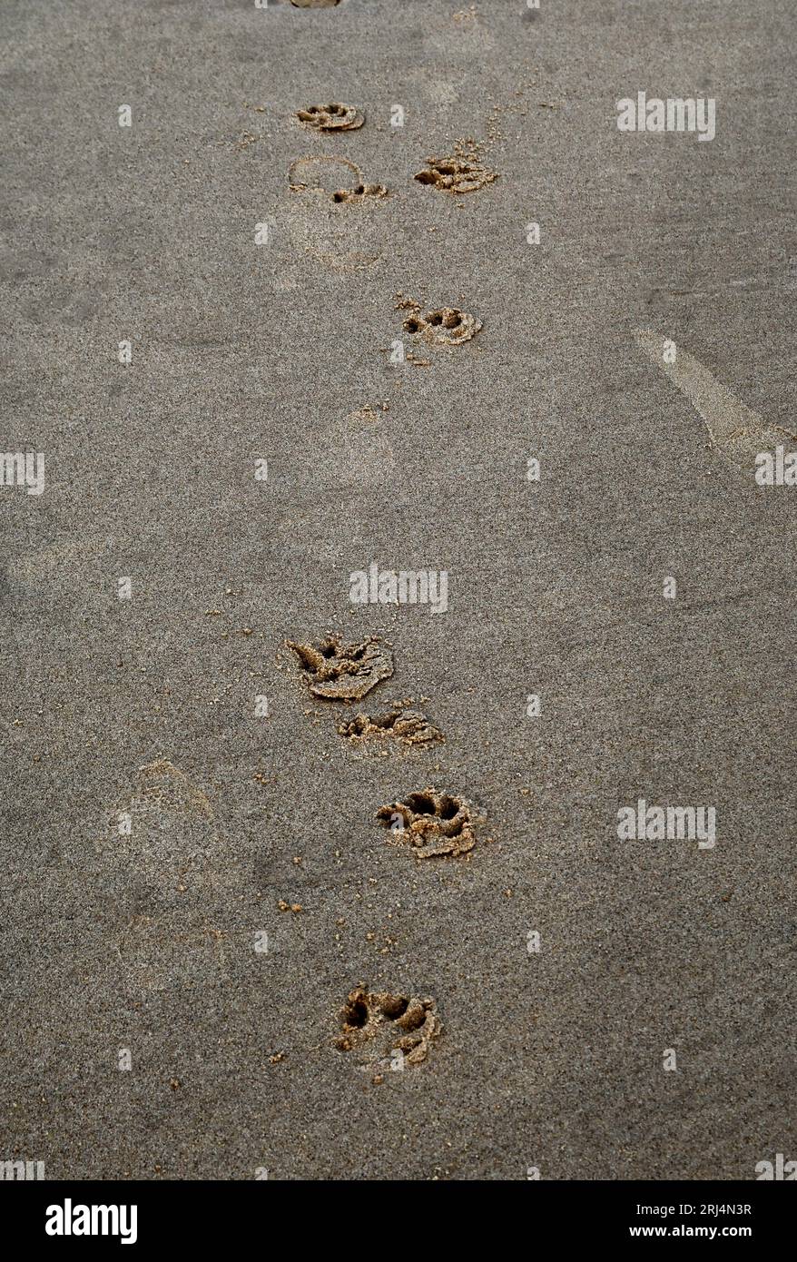 Coastal prints hi-res stock photography and images - Alamy