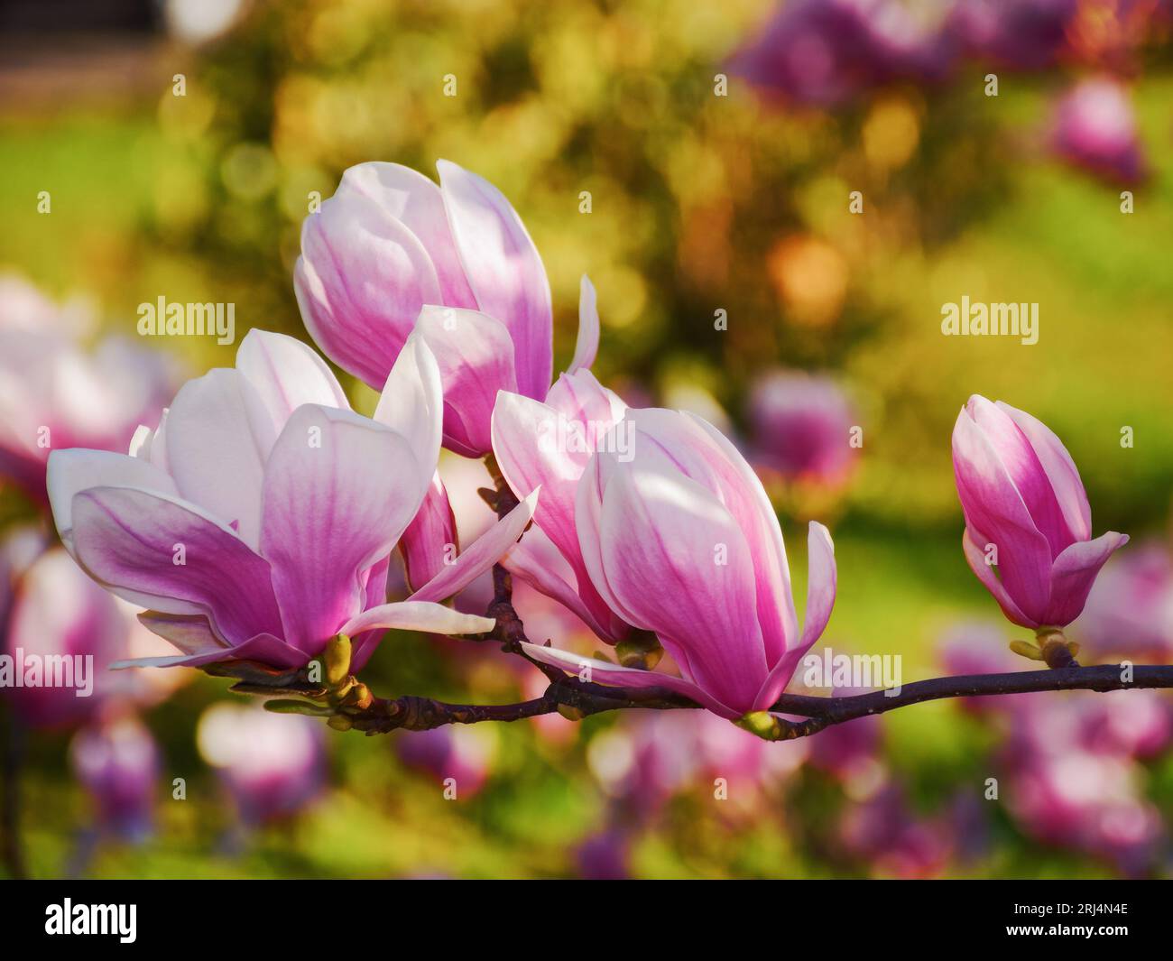 magnolia twig in full blossom. sunny weather in springtime Stock Photo ...