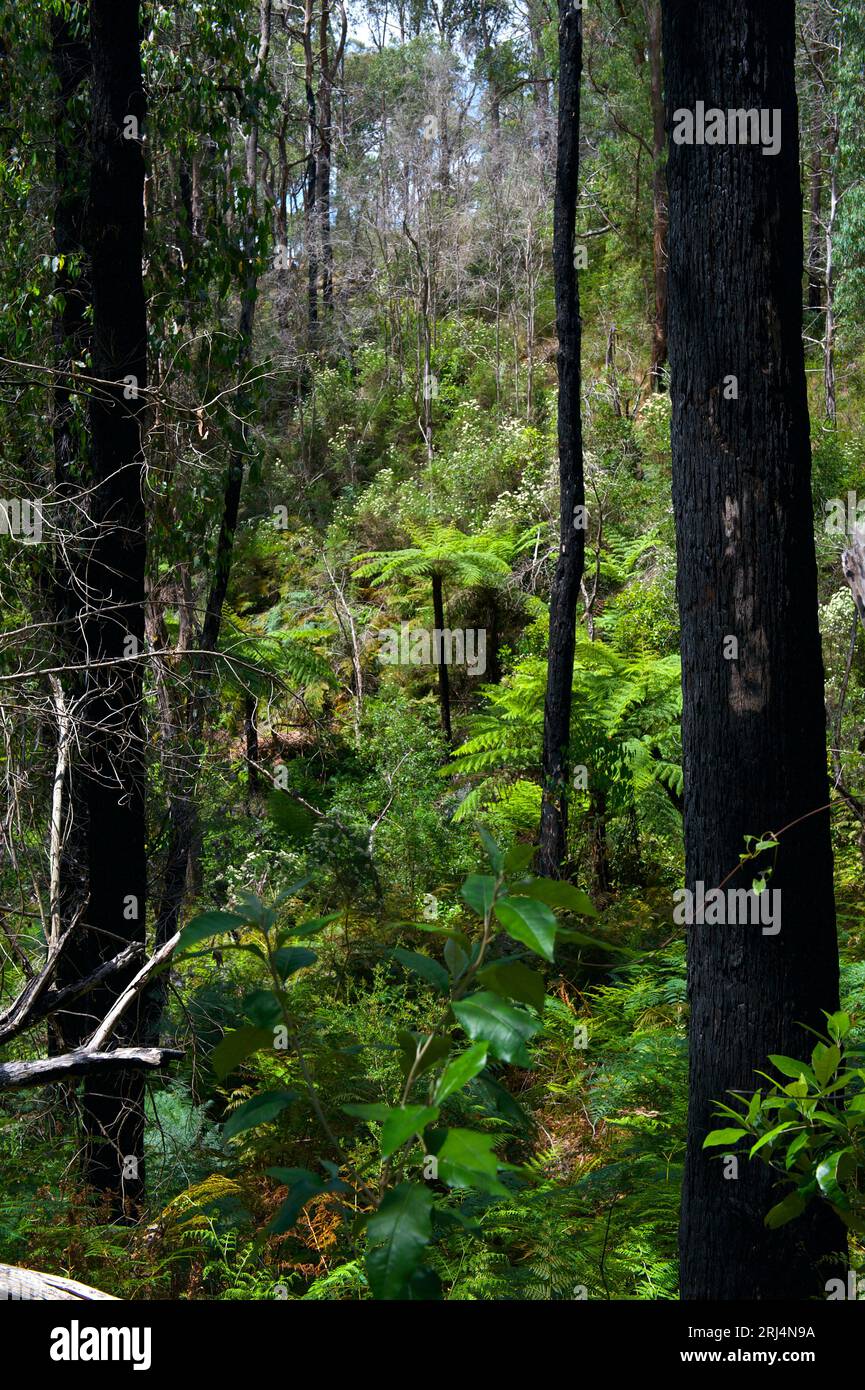 Victoria's Alpine forests are temperate rain forest - so growth is ...