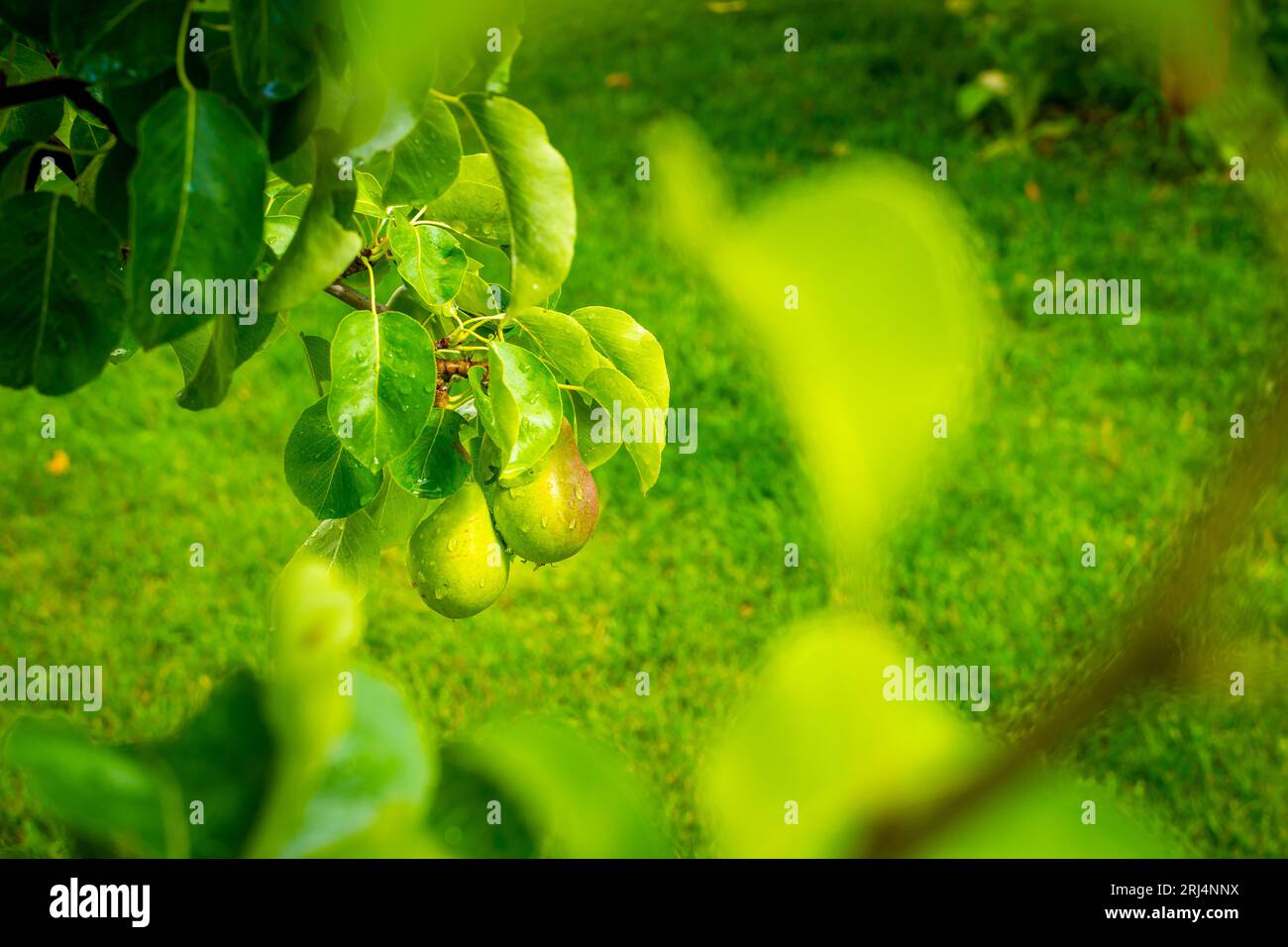 Growing pear tree in water drops in sunny sunset weather close-up Stock ...