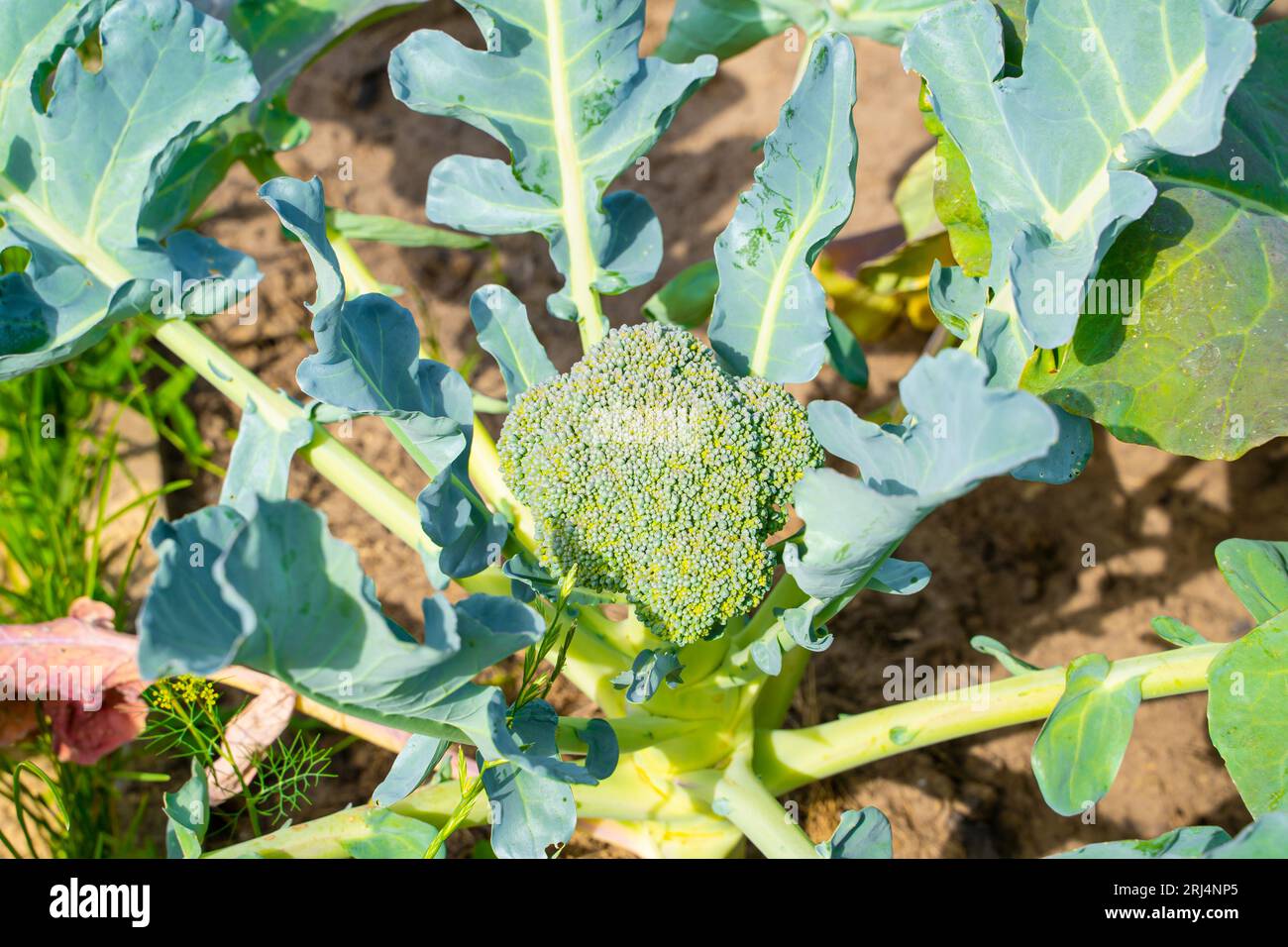 Growing broccoli close-up in a garden bed. Vegetables grow under the ...