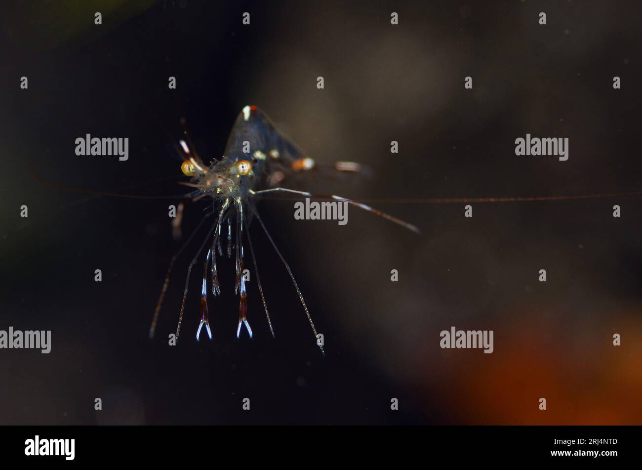 Clear Cleaner Shrimp, Urocaridella antonbruunii, Wreck Slope dive site ...