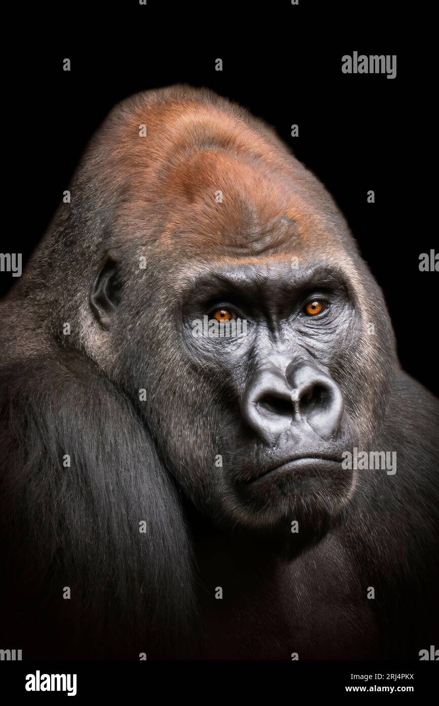 a portrait of an adult male gorilla Stock Photo - Alamy