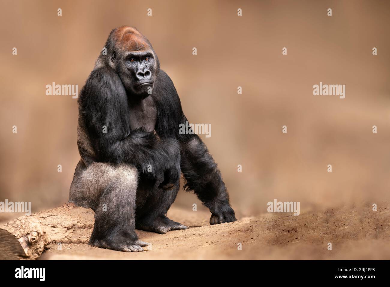 a Male gorilla sits on a tree trunk and observes the surroundings Stock ...