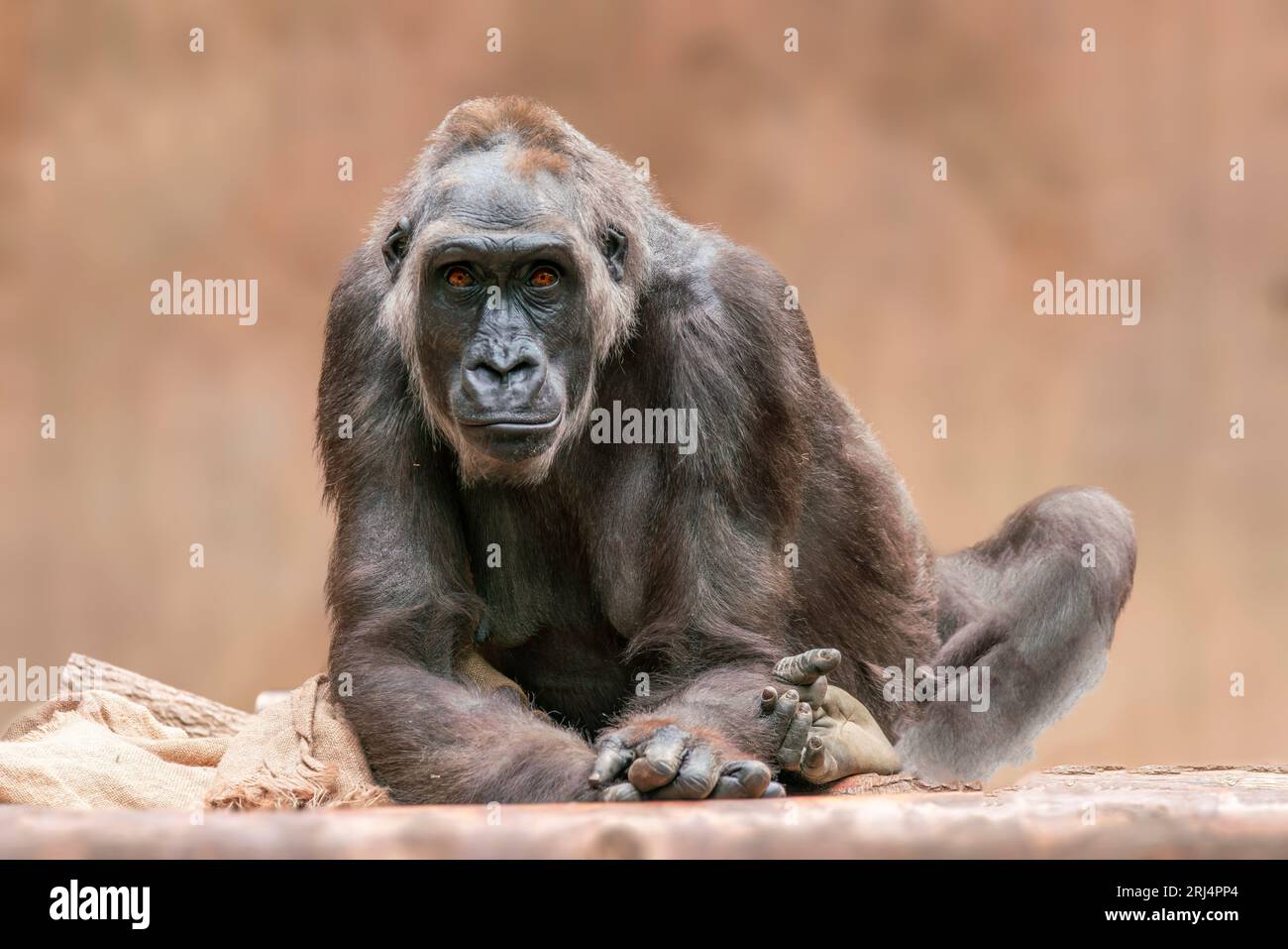 Gorilla sitting posing hi-res stock photography and images - Alamy