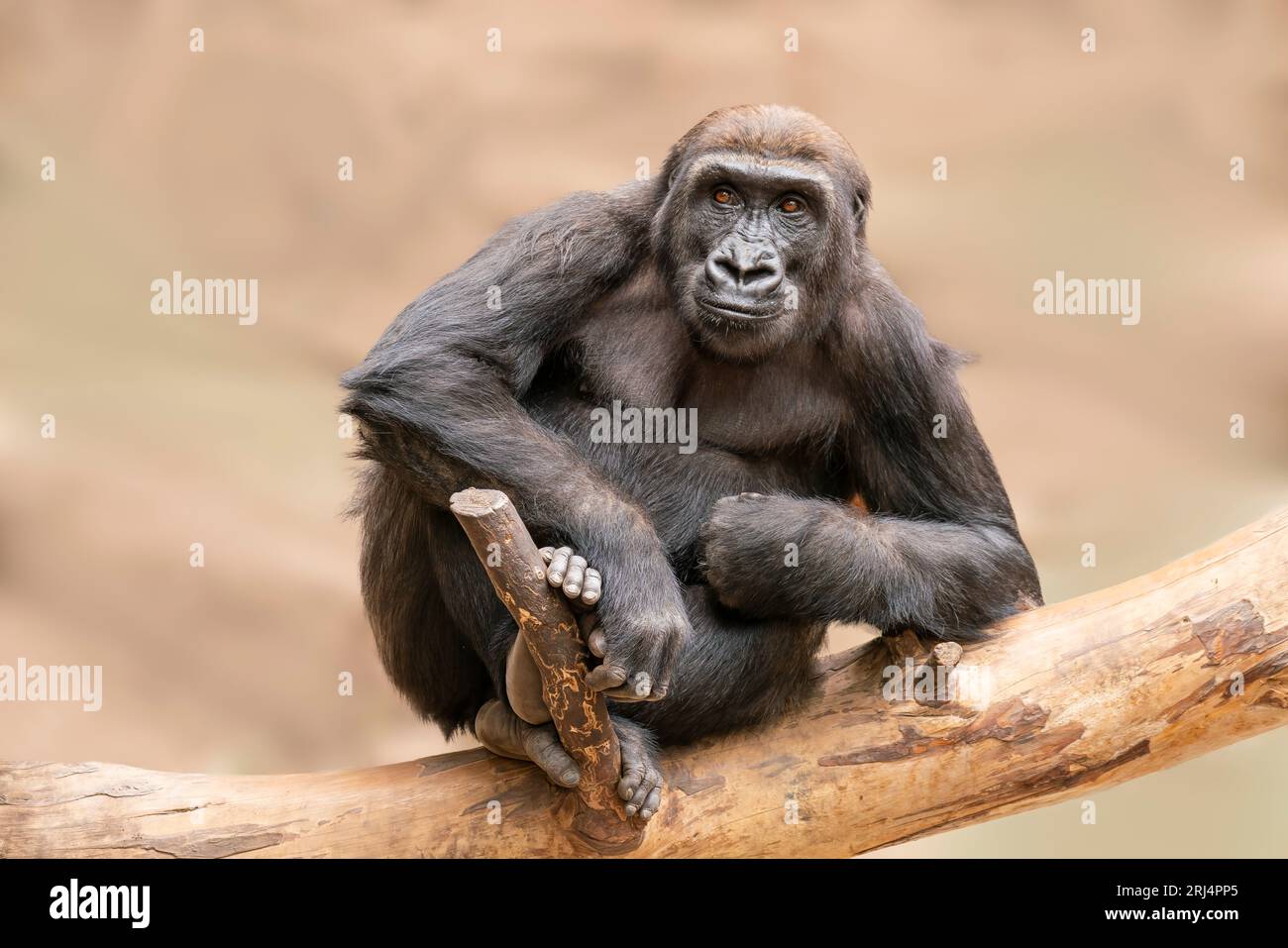 a female gorilla sits on a tree trunk and observes the surroundings ...