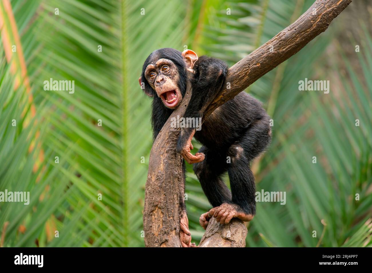 Pan paniscus tree hi-res stock photography and images - Alamy