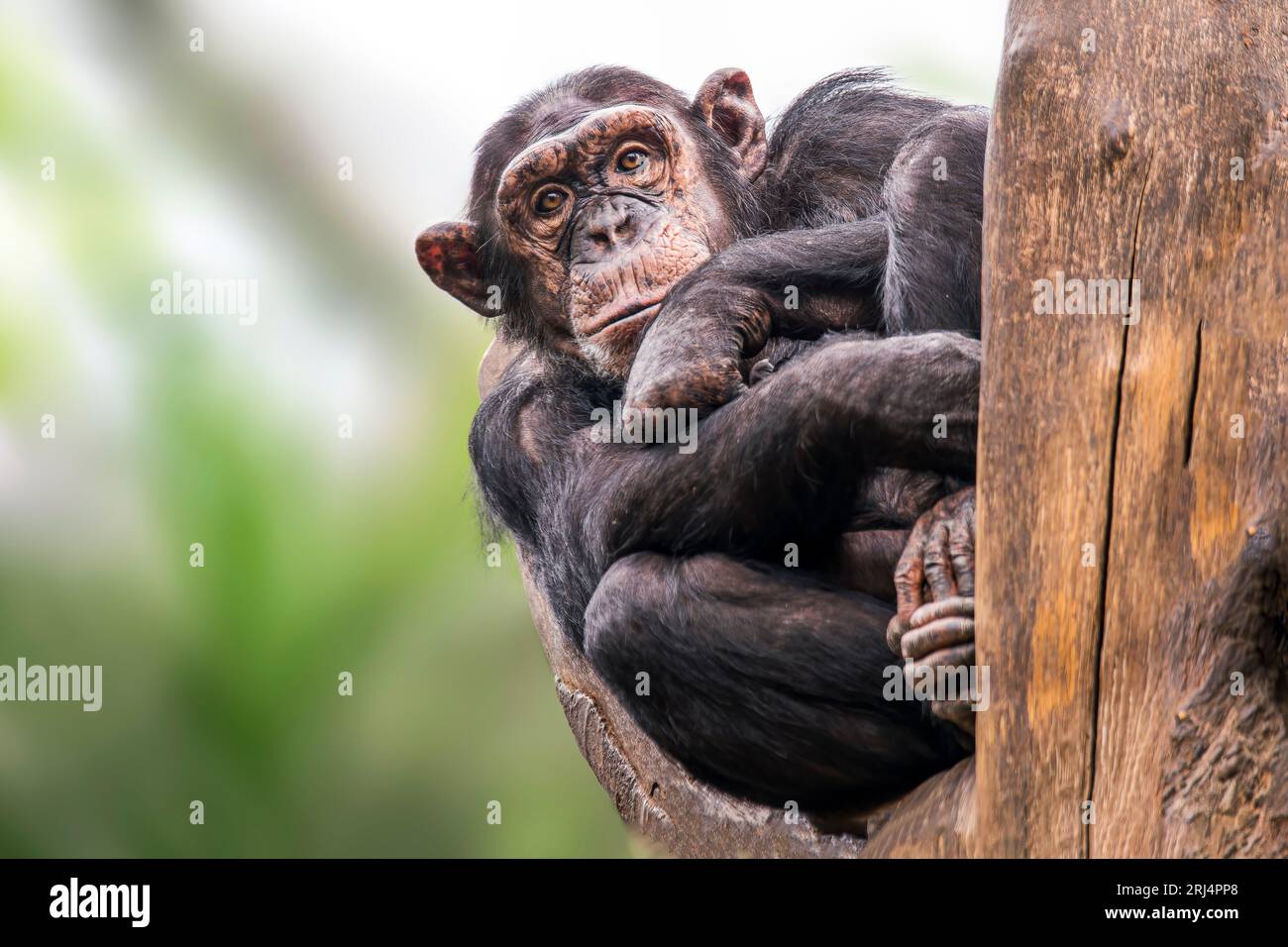Chimpanzee standing tree hi-res stock photography and images - Alamy