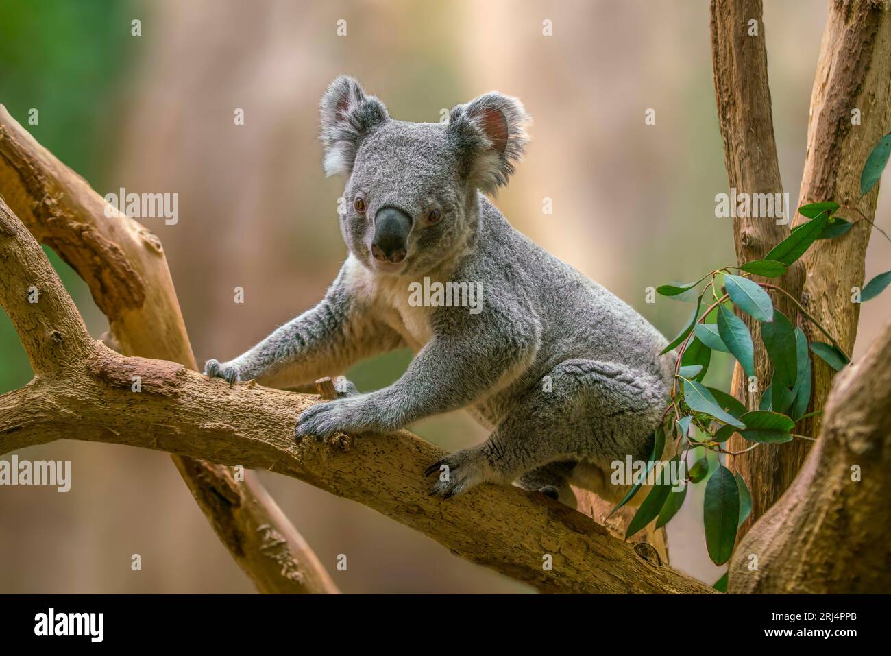 a Koala bear (Phascolarctos cinereus) sits relaxed on a branch of a ...