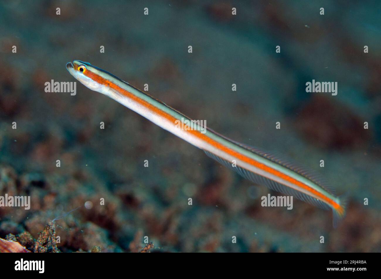 Gunnellichthys videscens hi-res stock photography and images - Alamy