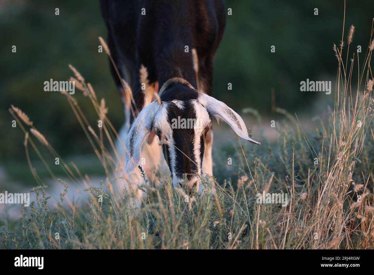 Cute goat on the summer meadow with grass. Outdoor landscape with goats ...