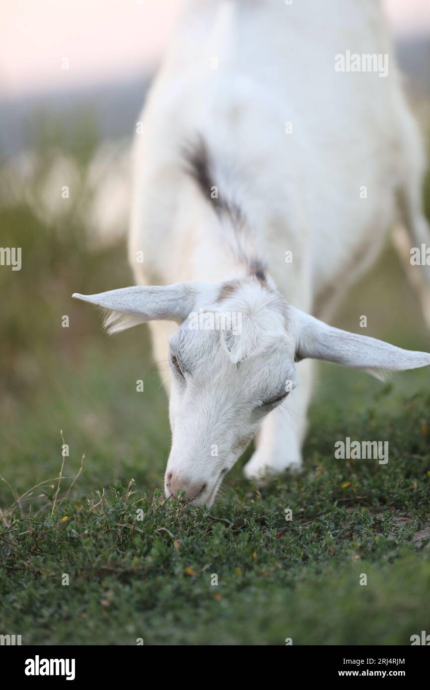 Cute goat on the summer meadow with grass. Outdoor landscape with goats ...