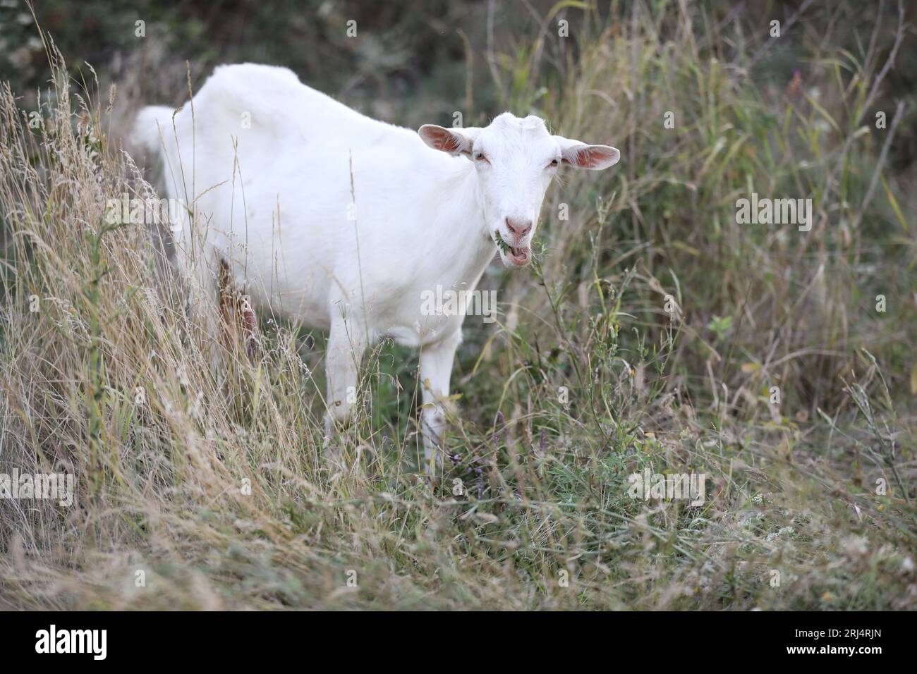 Cute goat on the summer meadow with grass. Outdoor landscape with goats ...