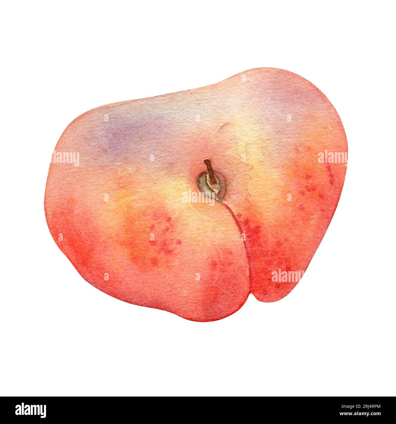 Chinese flat fig peach pink watercolor illustration isolated on white ...