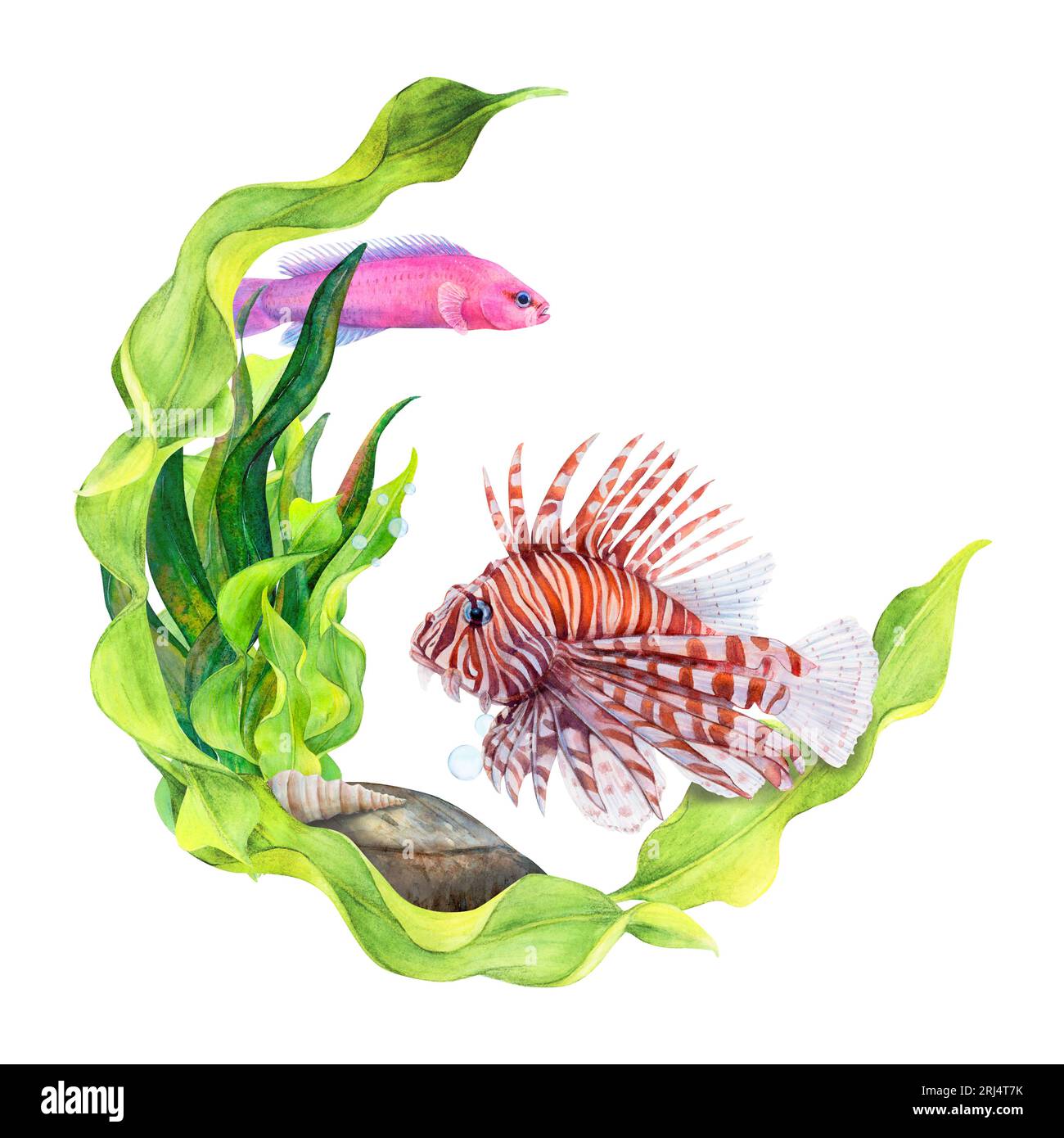 Watercolor drawing circle frame from curved ribbon algae, bottom stone ...